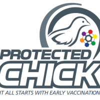 FIND ANYTHING YOU NEED TO KNOW ABOUT BUYING A PROTECTED CHICK! – Insist ...